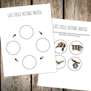 BAT Life Cycle Nature Study Homeschool Printable Instant - Etsy