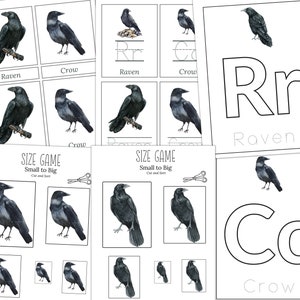RAVEN Unit Study, Anatomy, Nature Study, Science, Handwriting ...