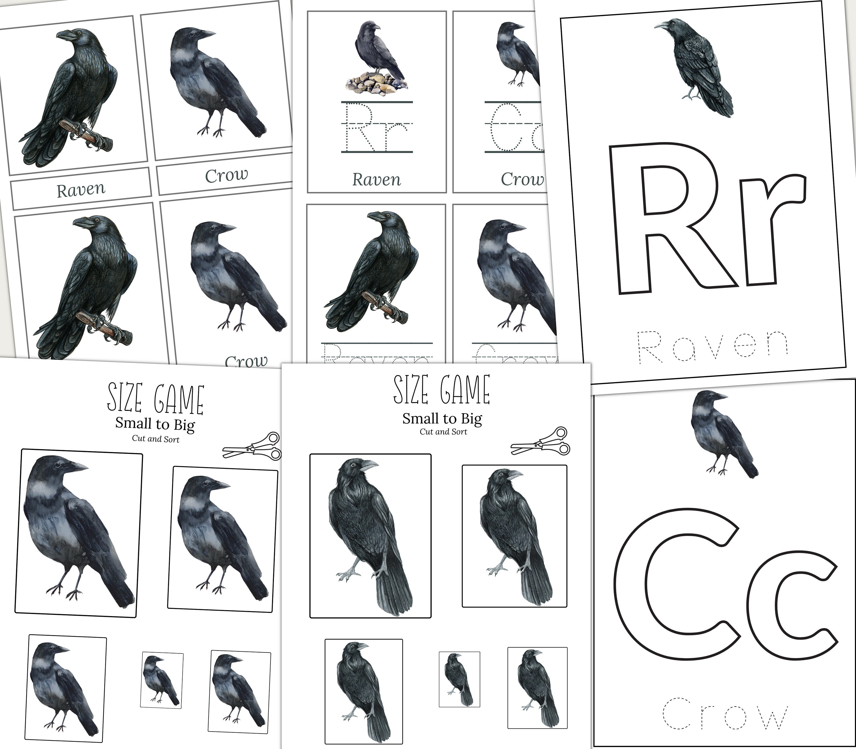 RAVEN Unit Study, Anatomy, Nature Study, Science, Handwriting ...