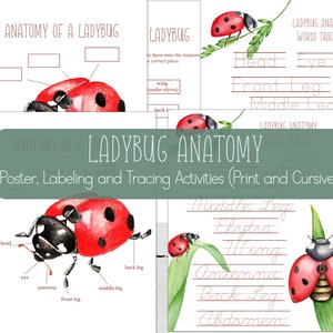 LADYBUGS Unit Study, Nature Study, Ladybug Activities, Science ...
