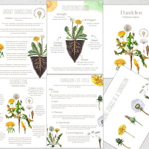 DANDELION Unit Study, Life Cycle, Anatomy, Nature Study, Science ...