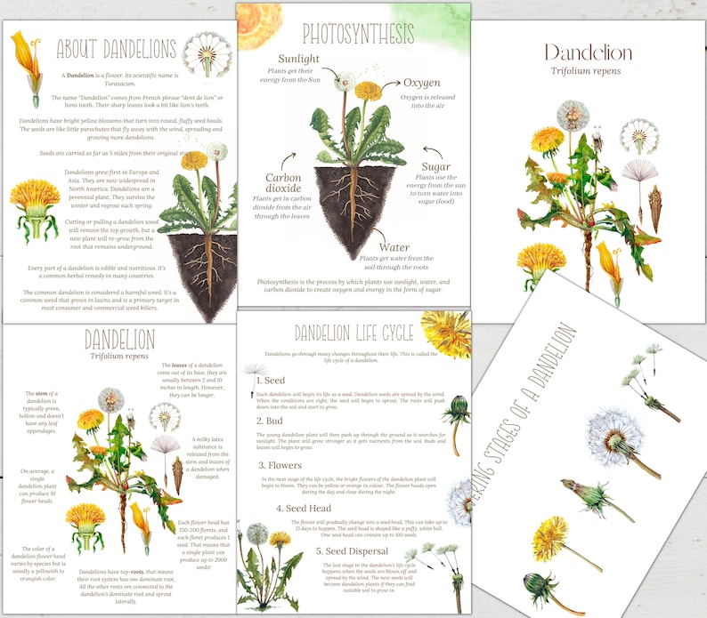 DANDELION Unit Study, Life Cycle, Anatomy, Nature Study, Science ...