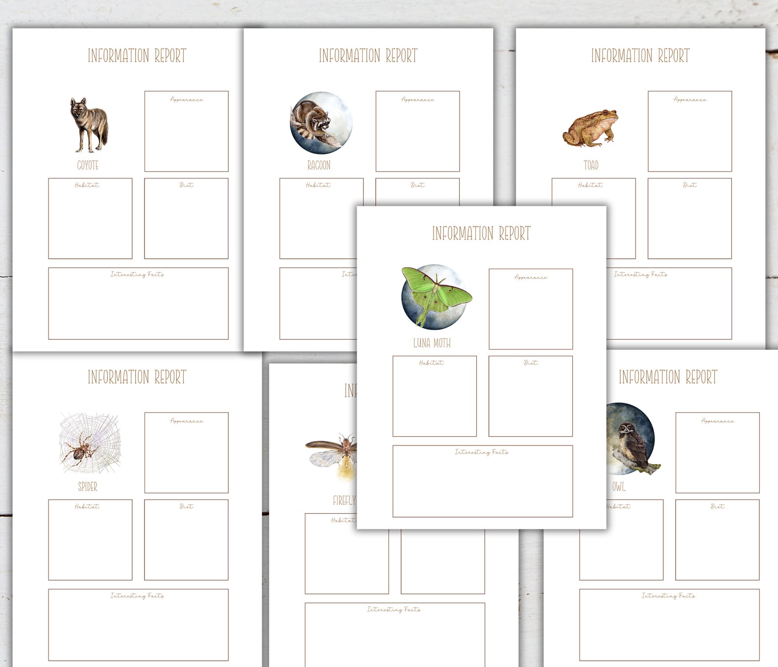 Nocturnal Animals Unit Study: Anatomy, Life Cycle, & Handwriting ...