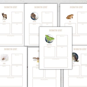 Nocturnal Animals Unit Study: Anatomy, Life Cycle, & Handwriting ...