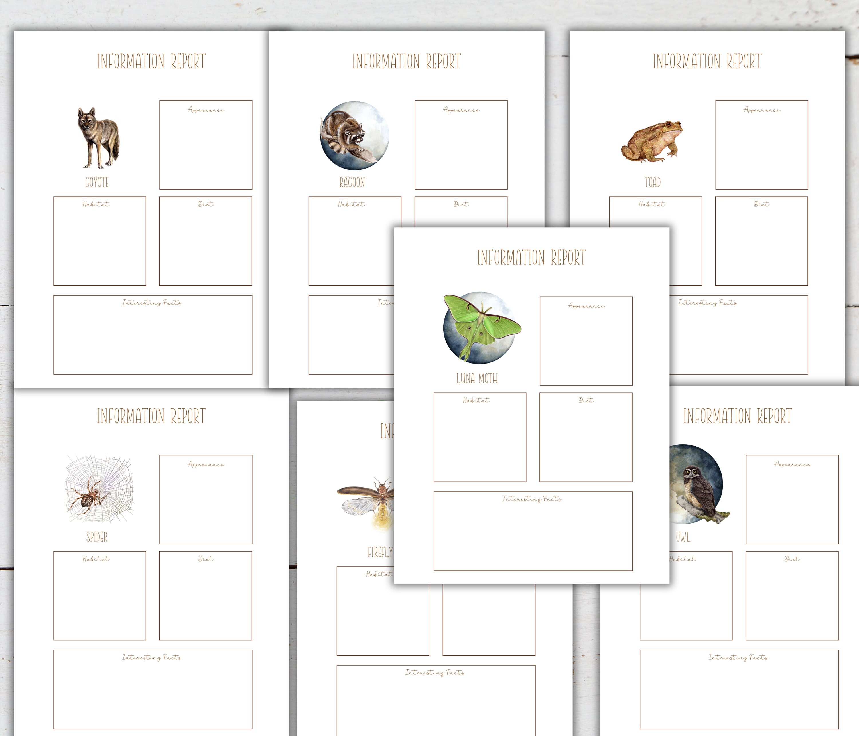 Nocturnal Animals Unit Study: Anatomy, Life Cycle, & Handwriting ...