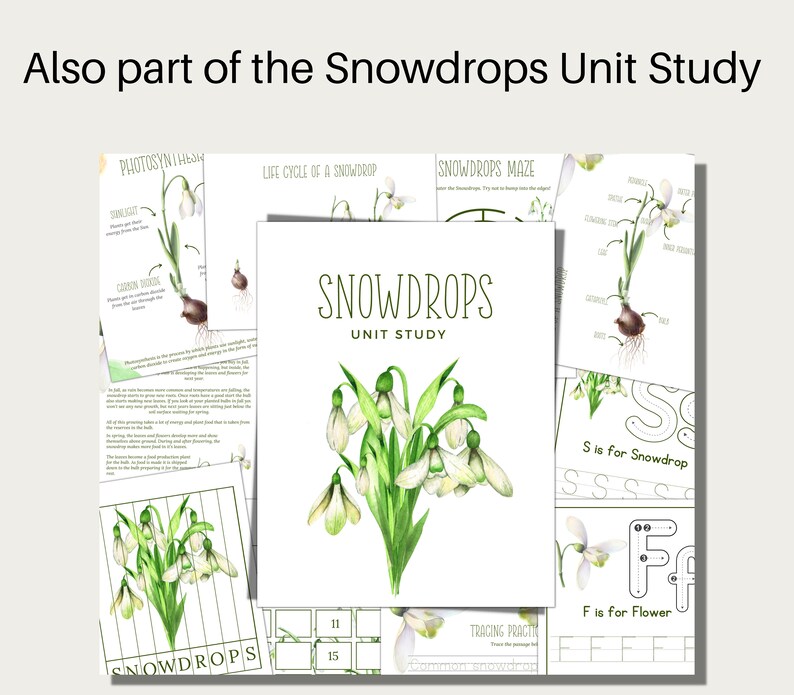 SNOWDROP Anatomy Poster and Labeling Activity Homeschool - Etsy