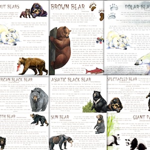 BEARS Unit Study, Life Cycle, Anatomy, Nature Study, Science ...