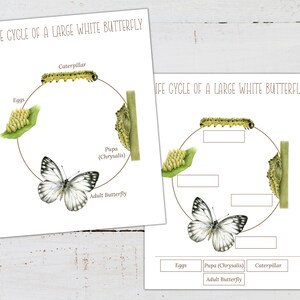 LARGE WHITE BUTTERFLY Life Cycle, Nature Study, Homeschool Printable ...