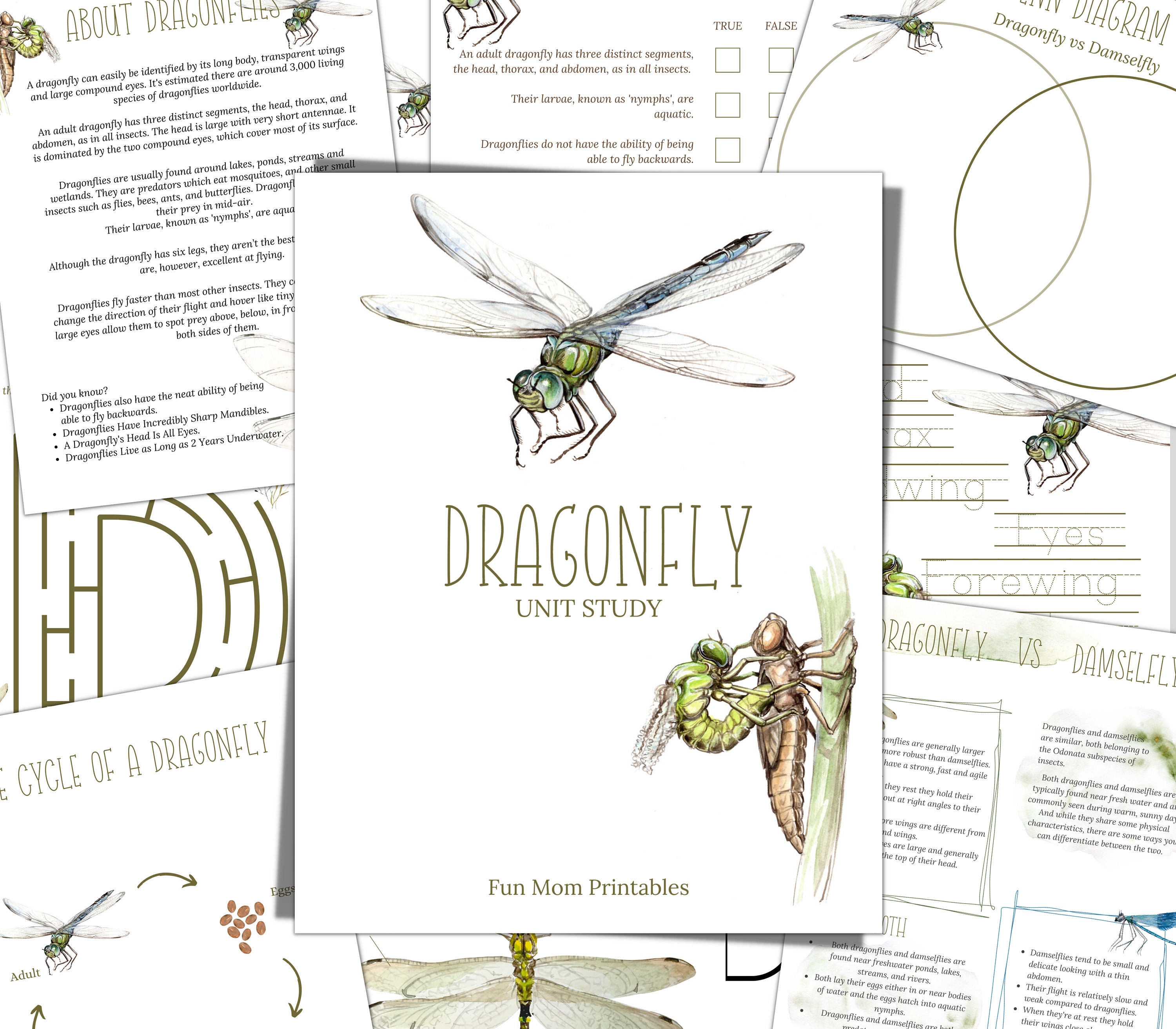 DRAGONFLY Unit Study Life Cycle Anatomy Nature Study - Etsy Australia