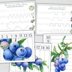 BLUEBERRY Unit Study, Life Cycle, Anatomy, Nature Study, Science ...