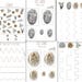 FOSSILS Unit Study, Anatomy, Nature Study, Science, Handwriting ...