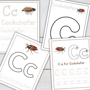 Cockchafer Unit Study: Life Cycle & Anatomy (homeschool Printable) - Etsy