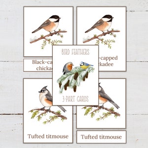 WINTER BIRDS Fact Cards, 3 Part Cards and Mini Poster, Nature, Digital ...