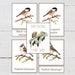 WINTER BIRDS Fact Cards, 3 Part Cards and Mini Poster, Nature, Digital ...