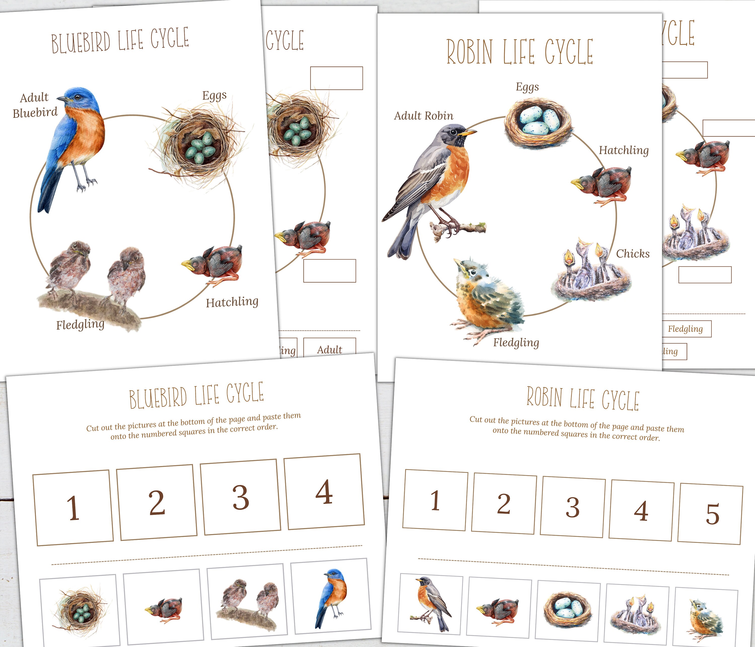 WINTER BIRDS Unit Study, Nature Study, Science, Handwriting, Homeschool ...