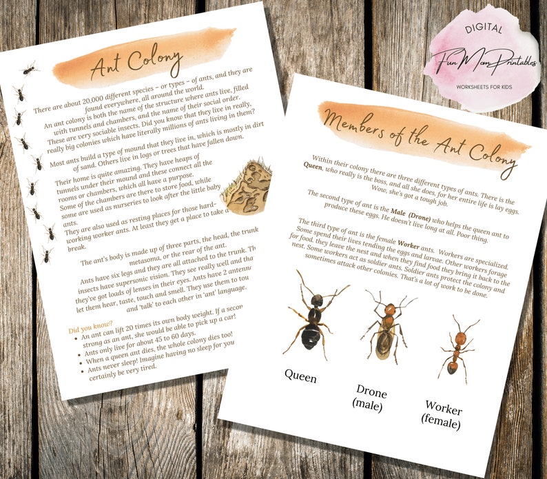 ANT Colony Unit Study Life Cycle Anatomy Nature Study | Etsy