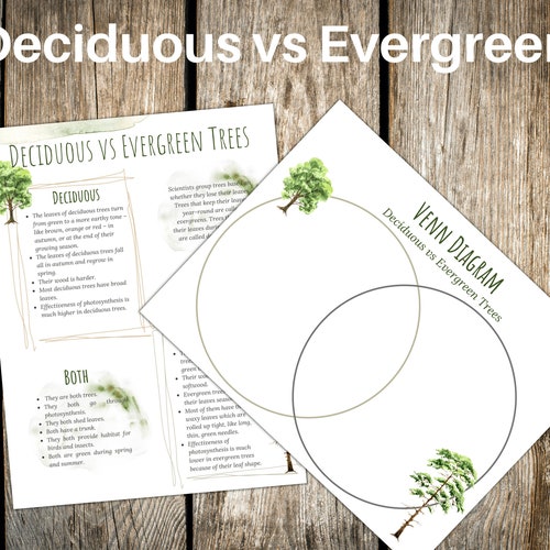 DECIDUOUS Vs EVERGREEN Trees Venn Diagram Activity - Etsy