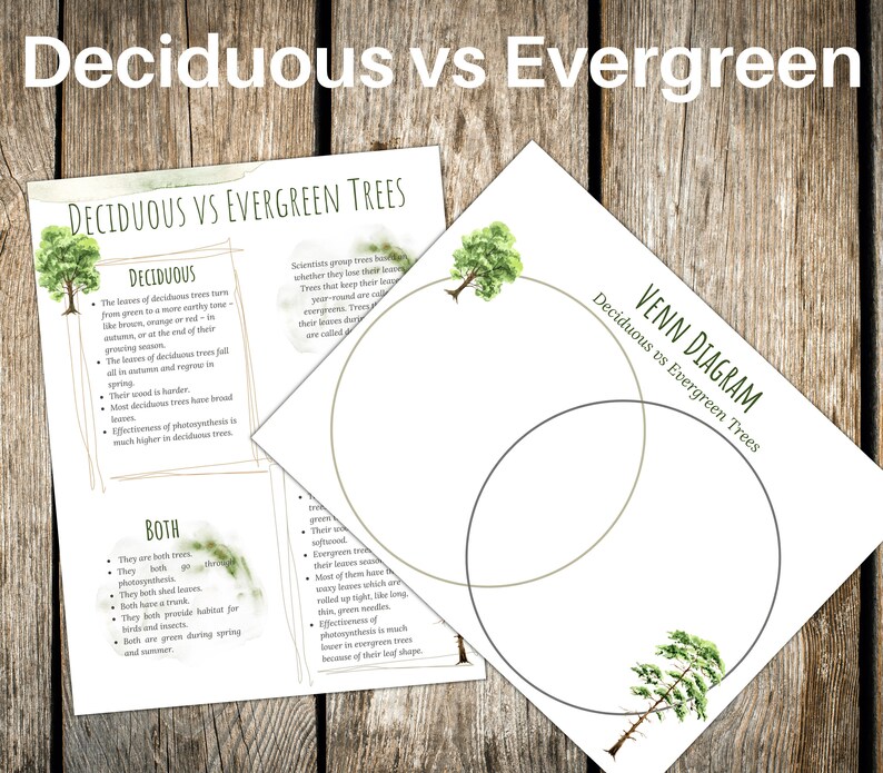 DECIDUOUS Vs EVERGREEN Trees Venn Diagram Activity - Etsy