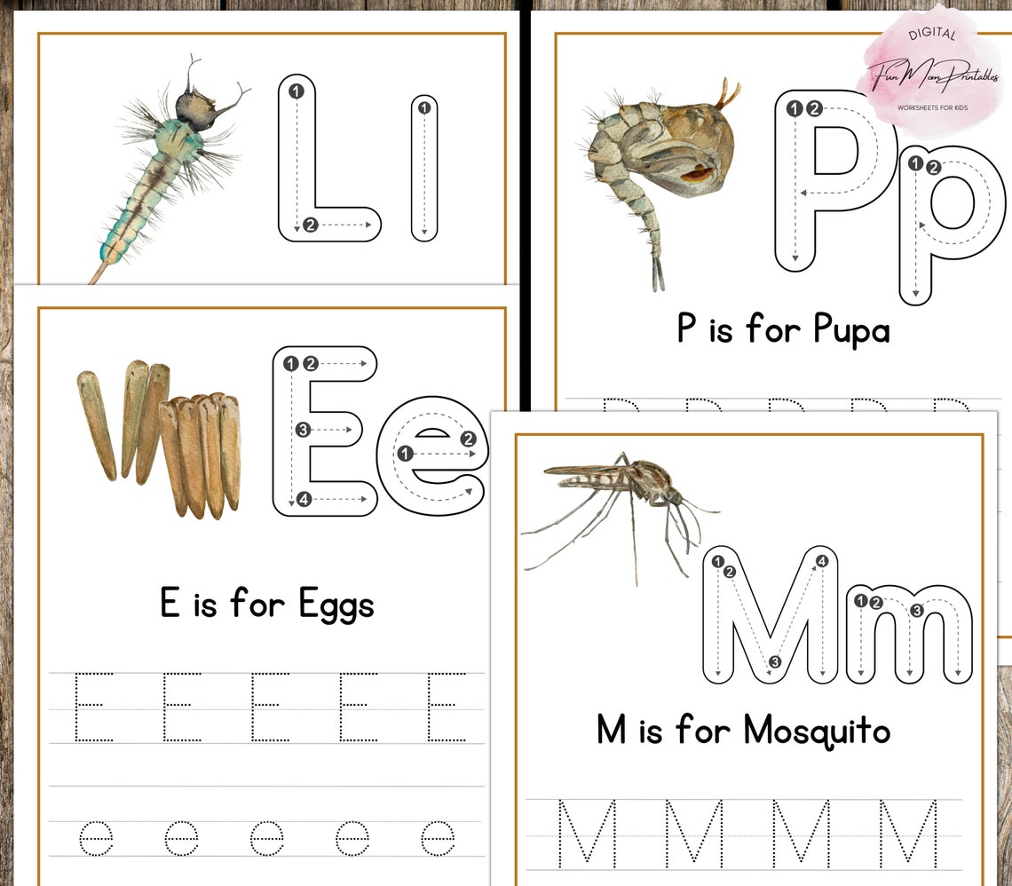 MOSQUITO Unit Study Life Cycle Anatomy Nature Study - Etsy