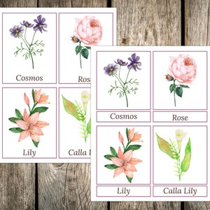 Flower 3-part Cards, Recognition Cards, Flowers, Spring, Nomenclature ...