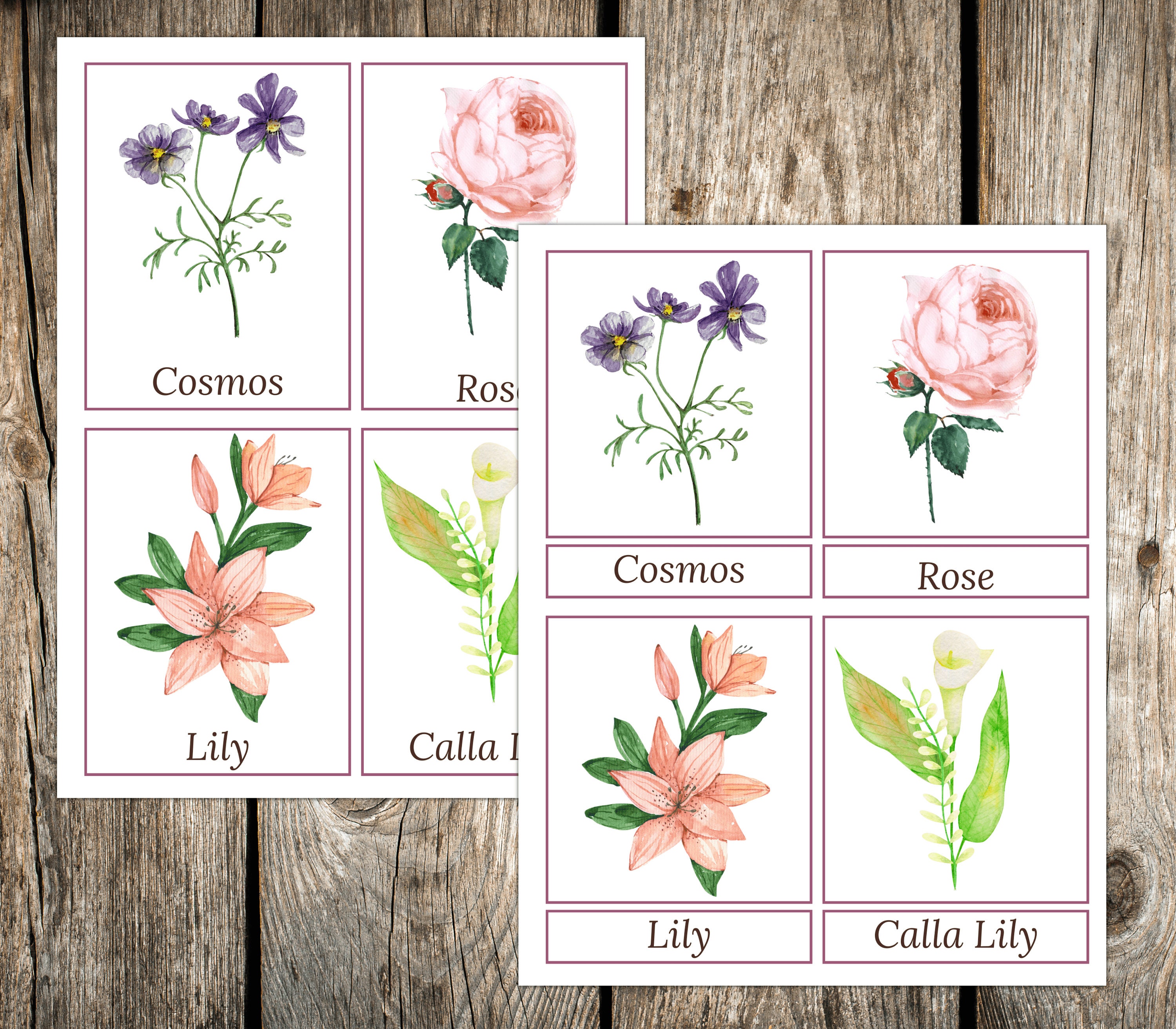 Flower 3-part Cards Recognition Cards Flowers Spring - Etsy