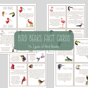 BIRDS UNITS BUNDLE, Bird Activities, Nests, Hatchlings, Beaks ...