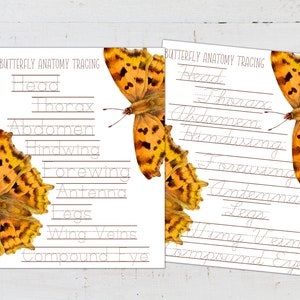 BUTTERFLY Anatomy, Poster + Labeling and Tracing Activities+ Fact Cards ...