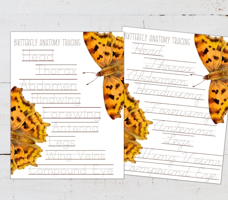 BUTTERFLY Anatomy Poster Labeling and Tracing Activities - Etsy