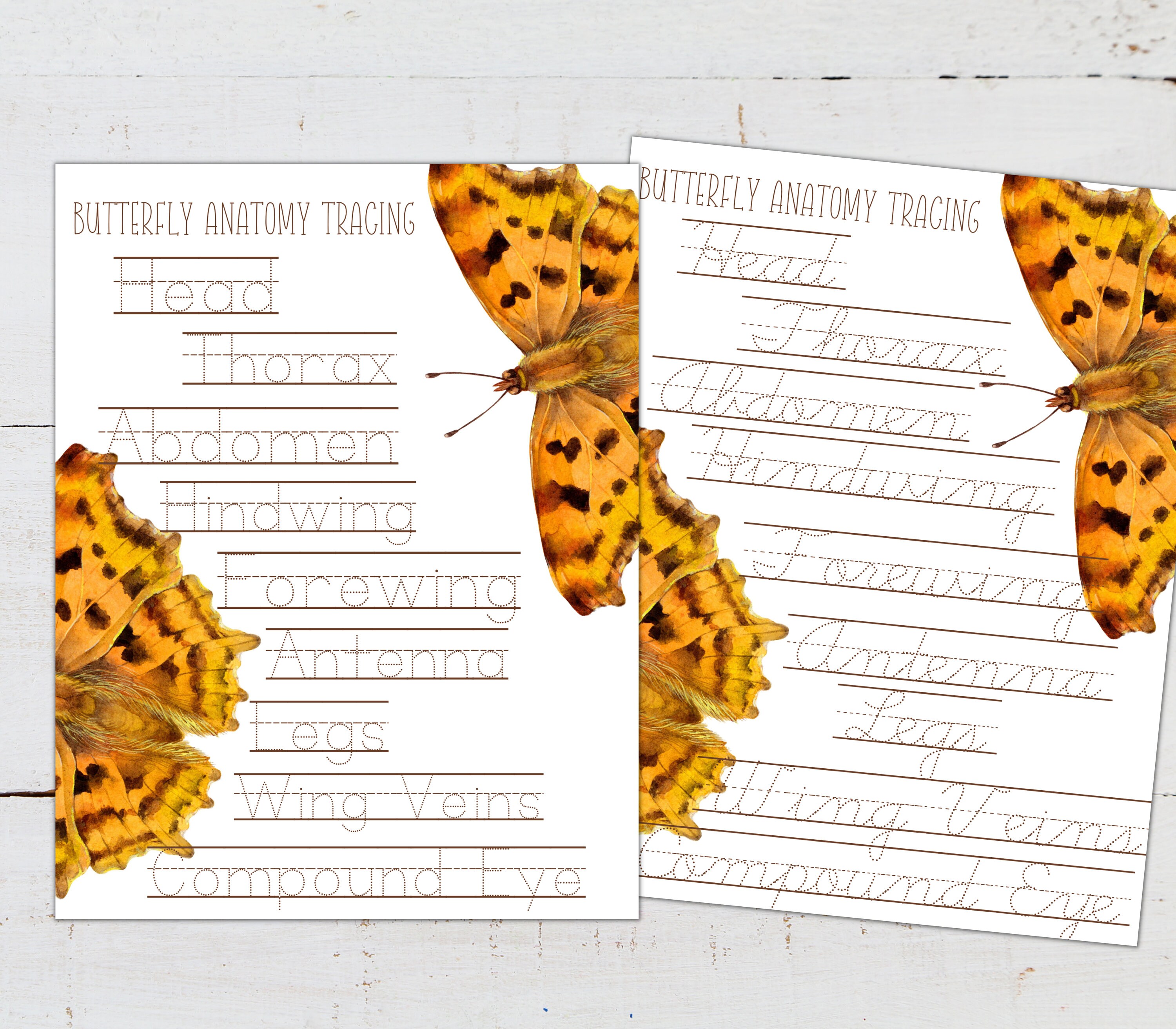 BUTTERFLY Anatomy Poster Labeling and Tracing Activities - Etsy