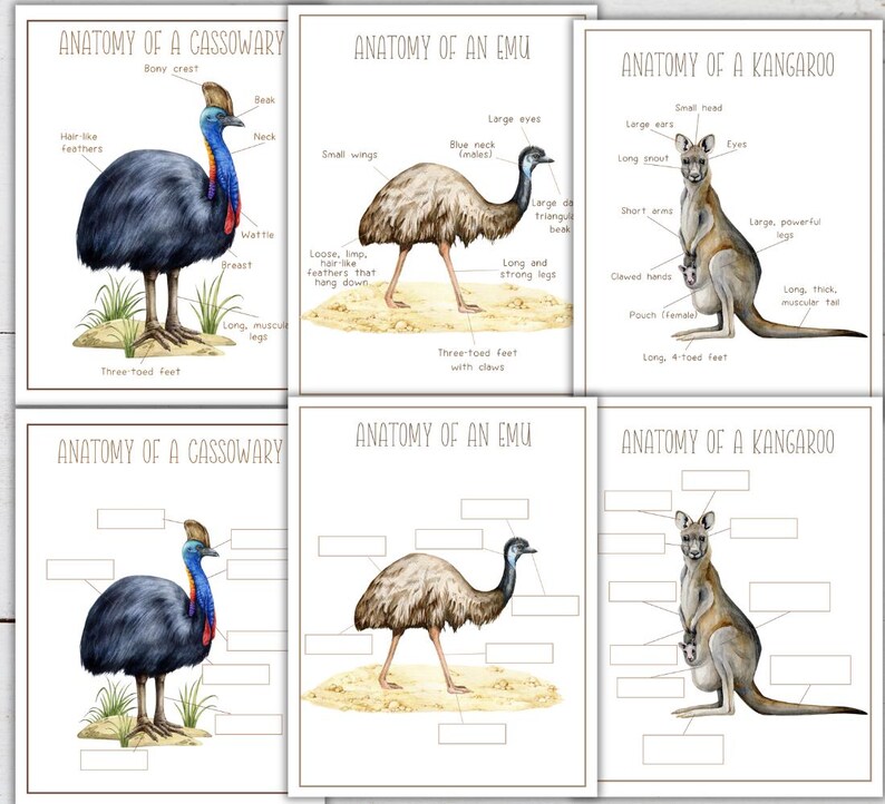 Australian Animals Unit Study: Homeschool Science Printable (instant ...