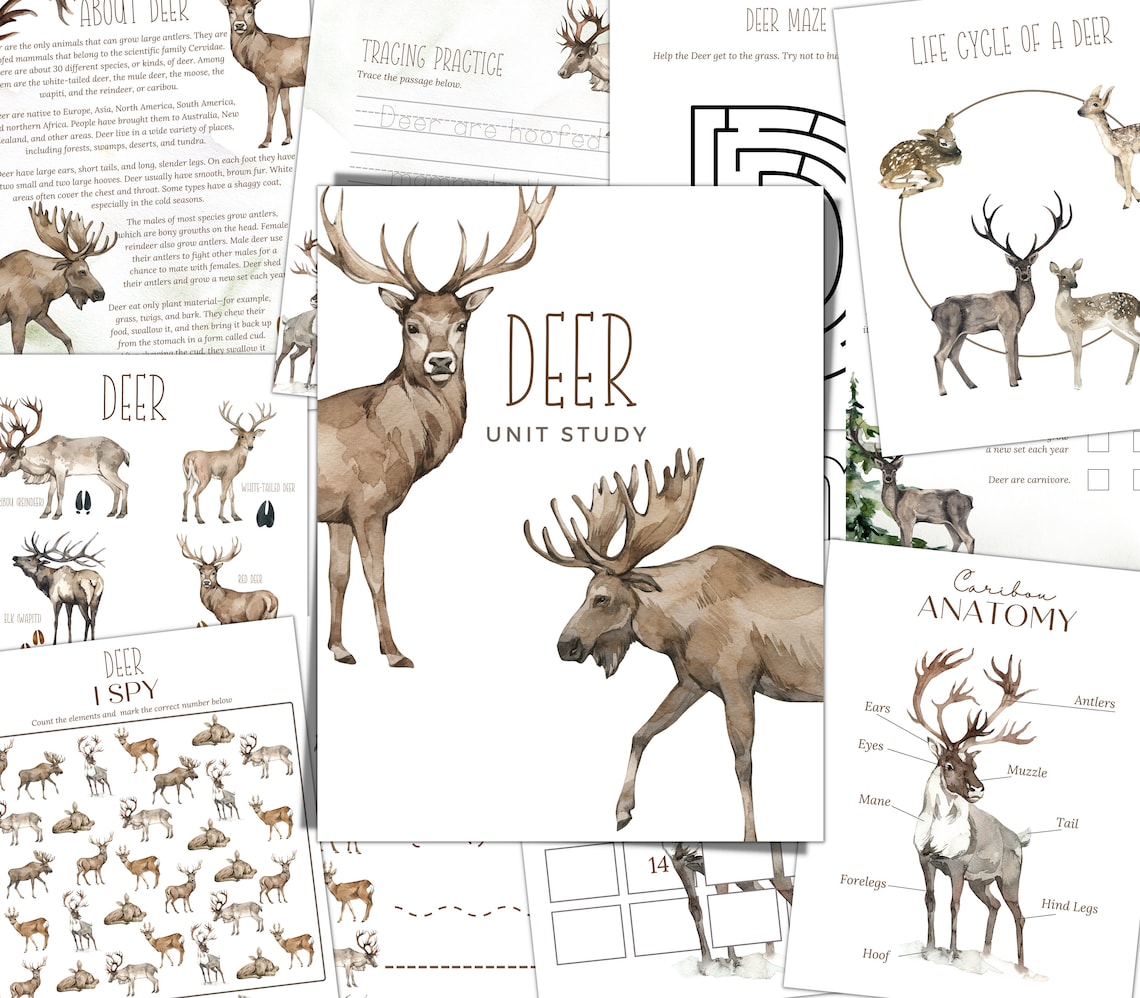 DEER Unit Study Life Cycle Anatomy Nature Study Science - Etsy