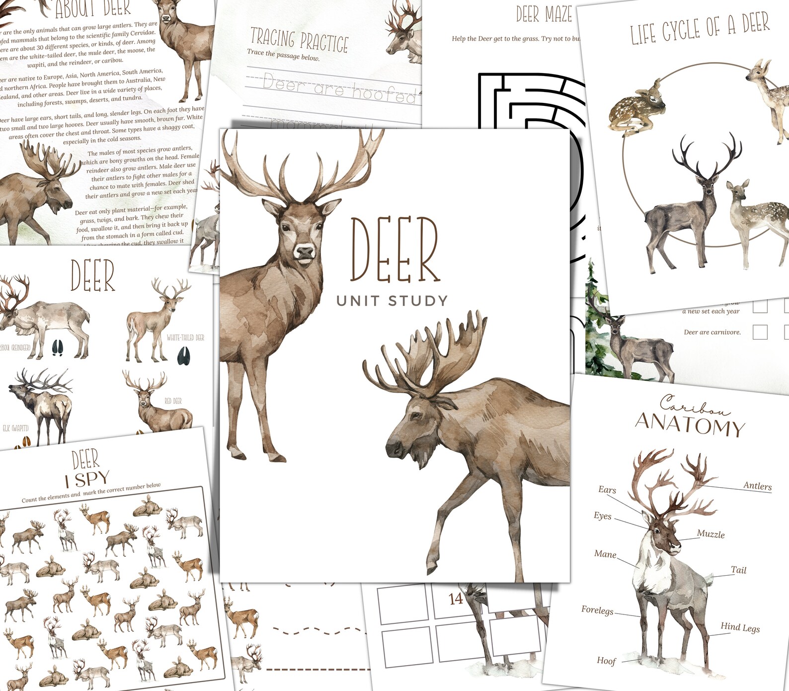 DEER Unit Study Life Cycle Anatomy Nature Study Science - Etsy