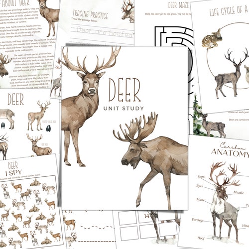 RED FOX Unit Study Life Cycle Anatomy Nature Study - Etsy