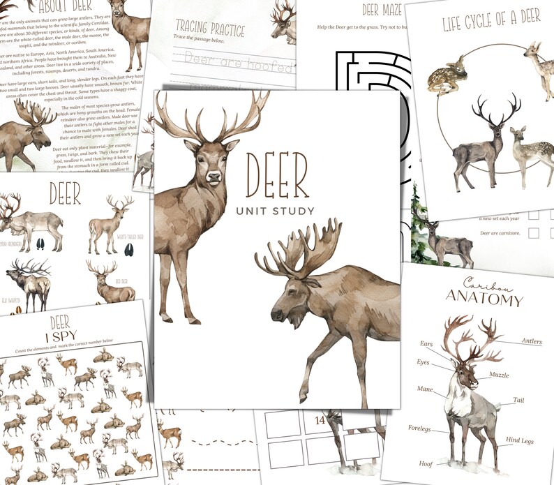 DEER Unit Study Life Cycle Anatomy Nature Study Science - Etsy