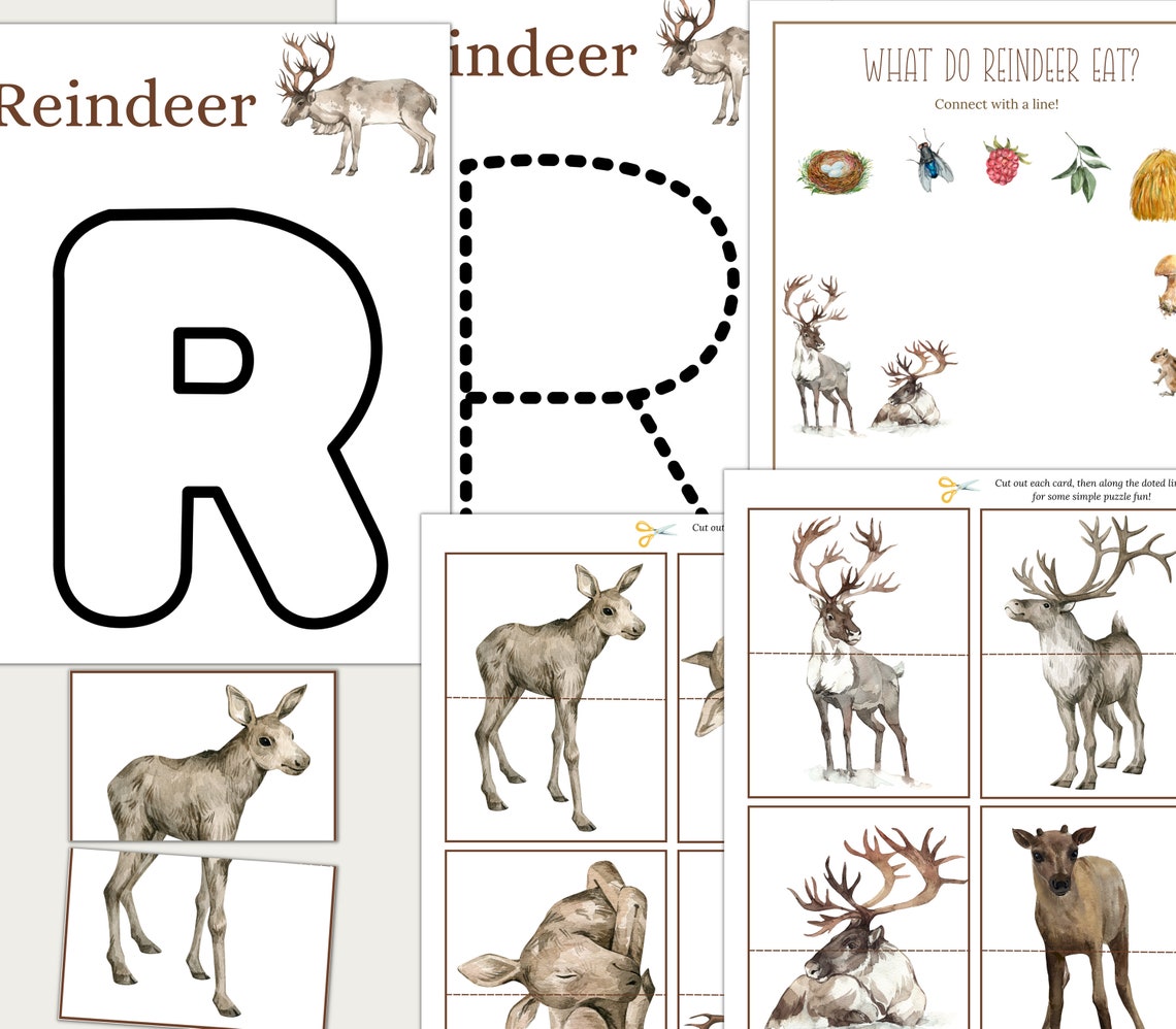 Reindeer Unit Study: Homeschool Science, Anatomy, Life Cycle (instant ...