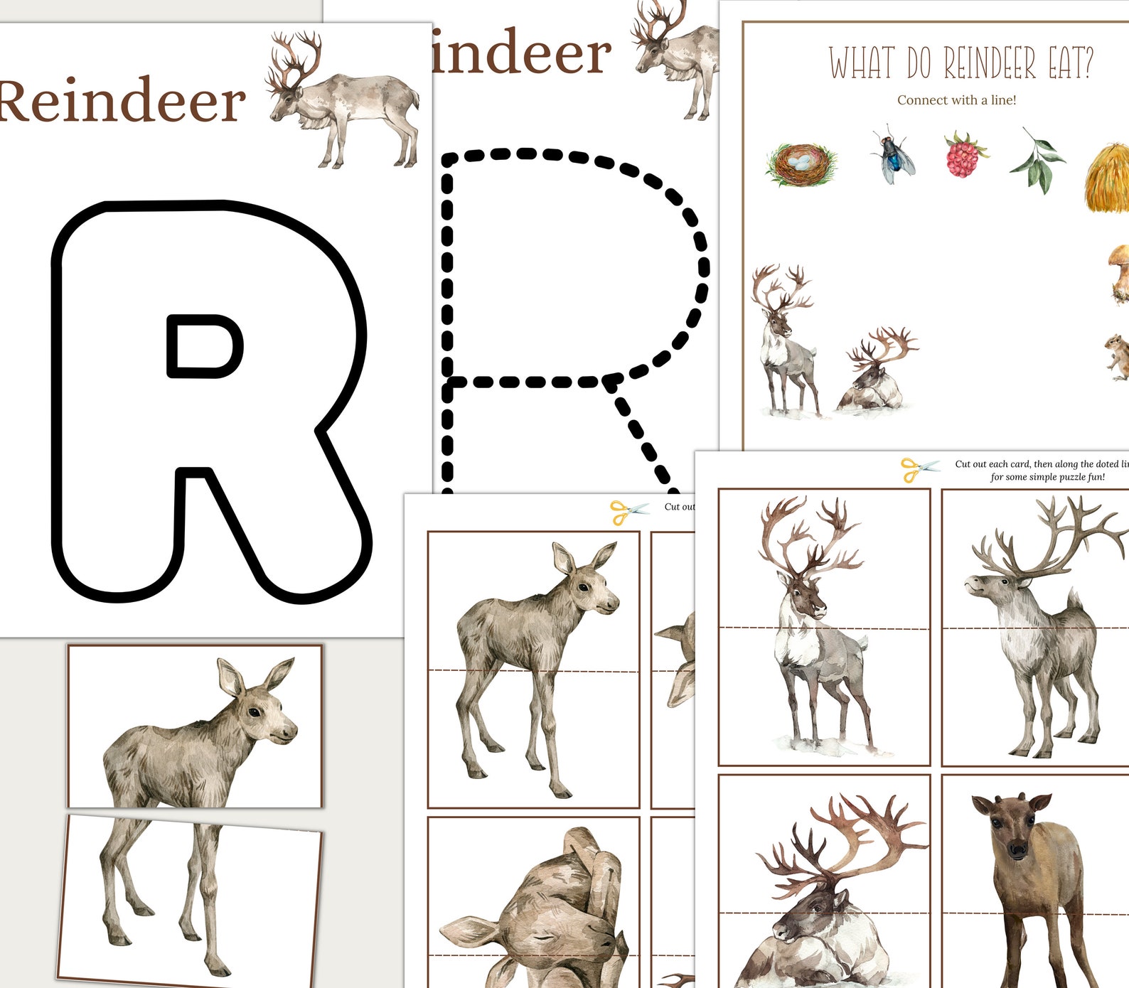 Reindeer Unit Study: Homeschool Science, Anatomy, Life Cycle (instant ...