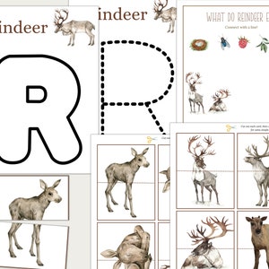 Reindeer Unit Study: Homeschool Science, Anatomy, Life Cycle (instant ...