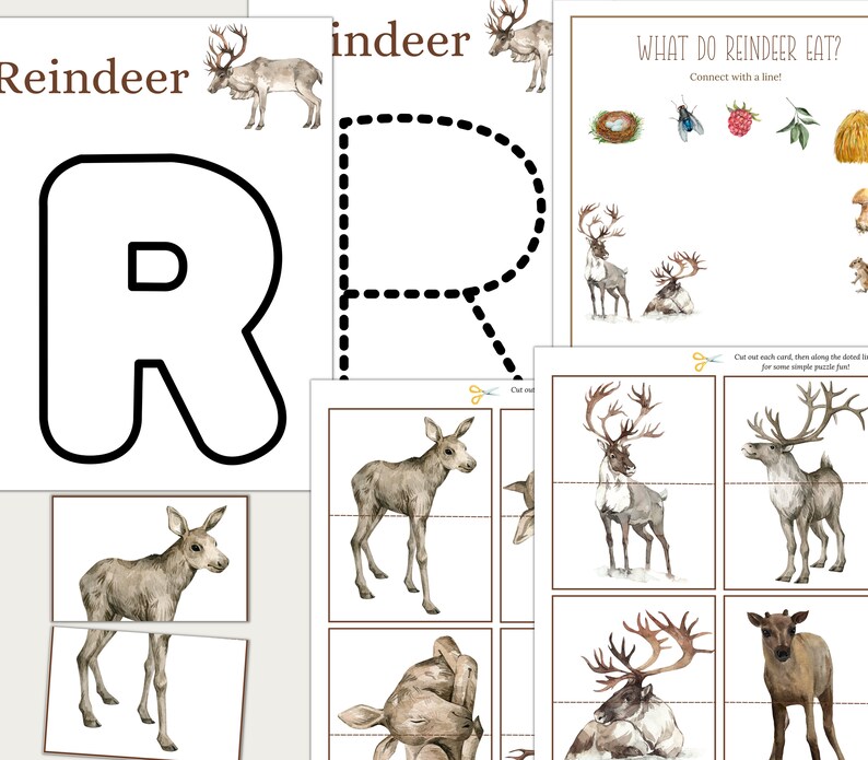 Reindeer Unit Study: Homeschool Science, Anatomy, Life Cycle (instant ...