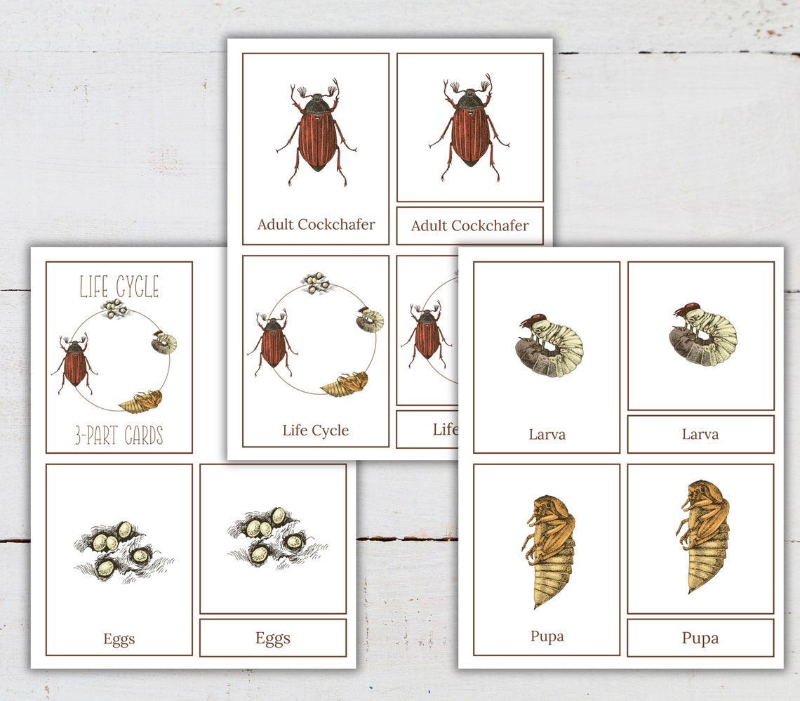 Cockchafer Unit Study: Life Cycle & Anatomy (homeschool Printable) - Etsy