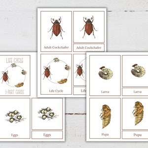 Cockchafer Unit Study: Life Cycle & Anatomy (homeschool Printable) - Etsy