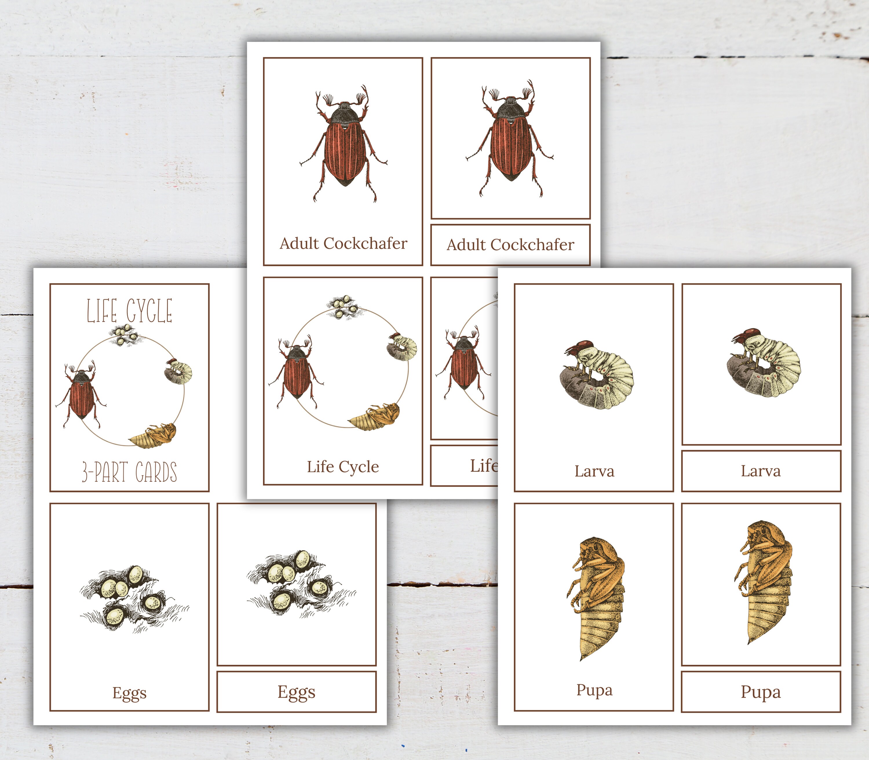 Cockchafer Unit Study: Life Cycle & Anatomy (homeschool Printable) - Etsy