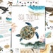 Sea Turtle Unit Study All About Sea Turtles Anatomy Sea Turtle Life ...