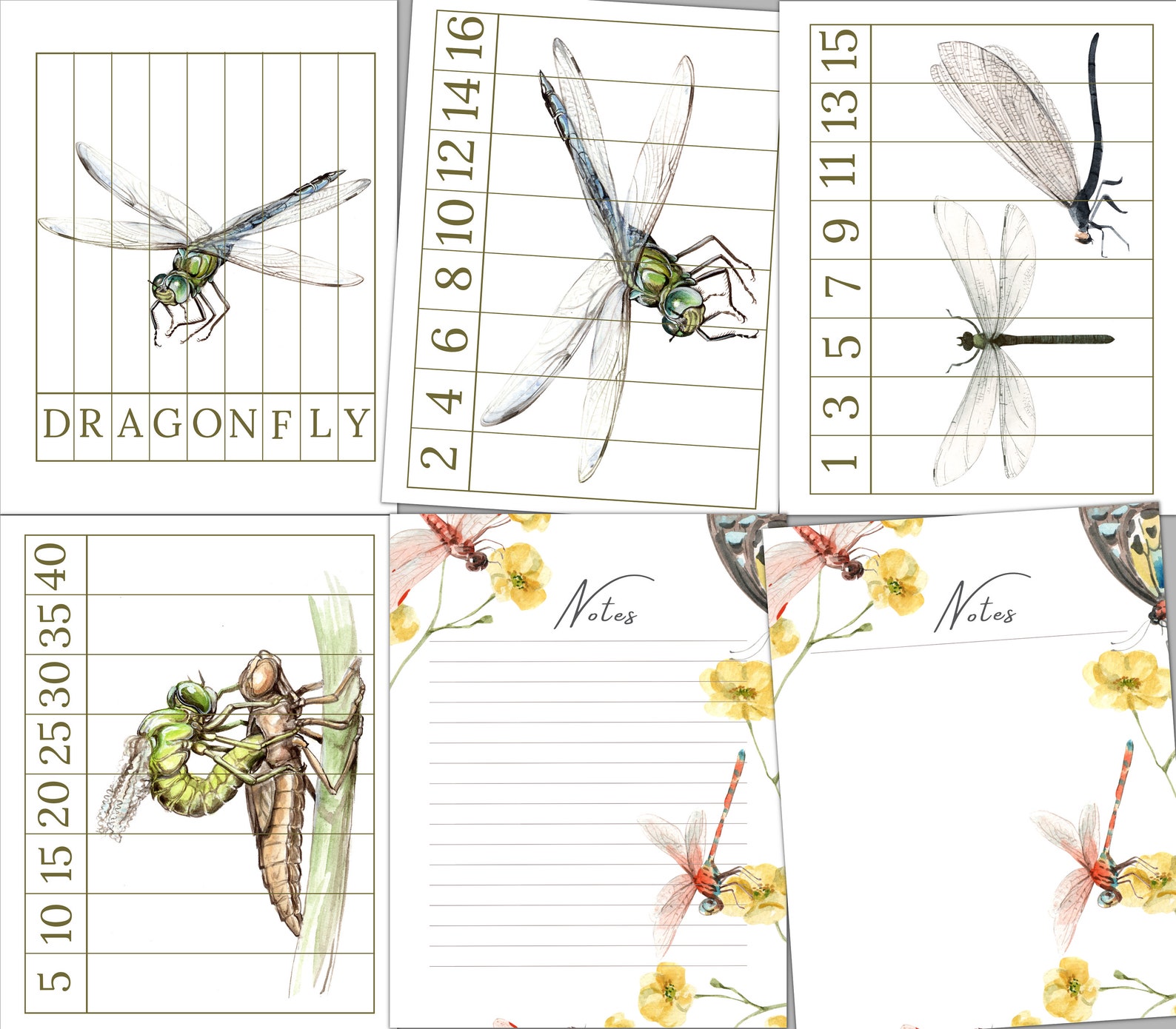 Dragonfly Unit Study: Life Cycle, Anatomy, Homeschool Printable ...