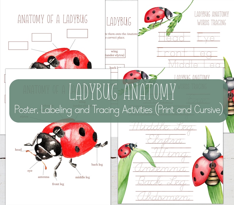 LADYBUG Anatomy Posters Labeling and Tracing Activities - Etsy
