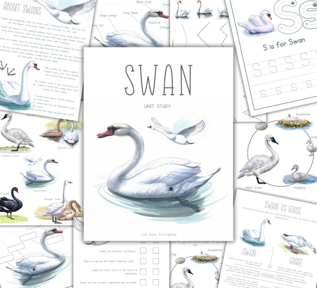 Swan Unit Study: Life Cycle, Anatomy, Activities (homeschool Printable ...