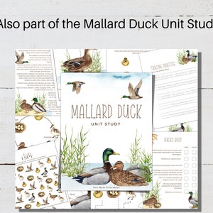 MALLARD DUCK Anatomy, Poster + Labeling and Tracing Activities ...