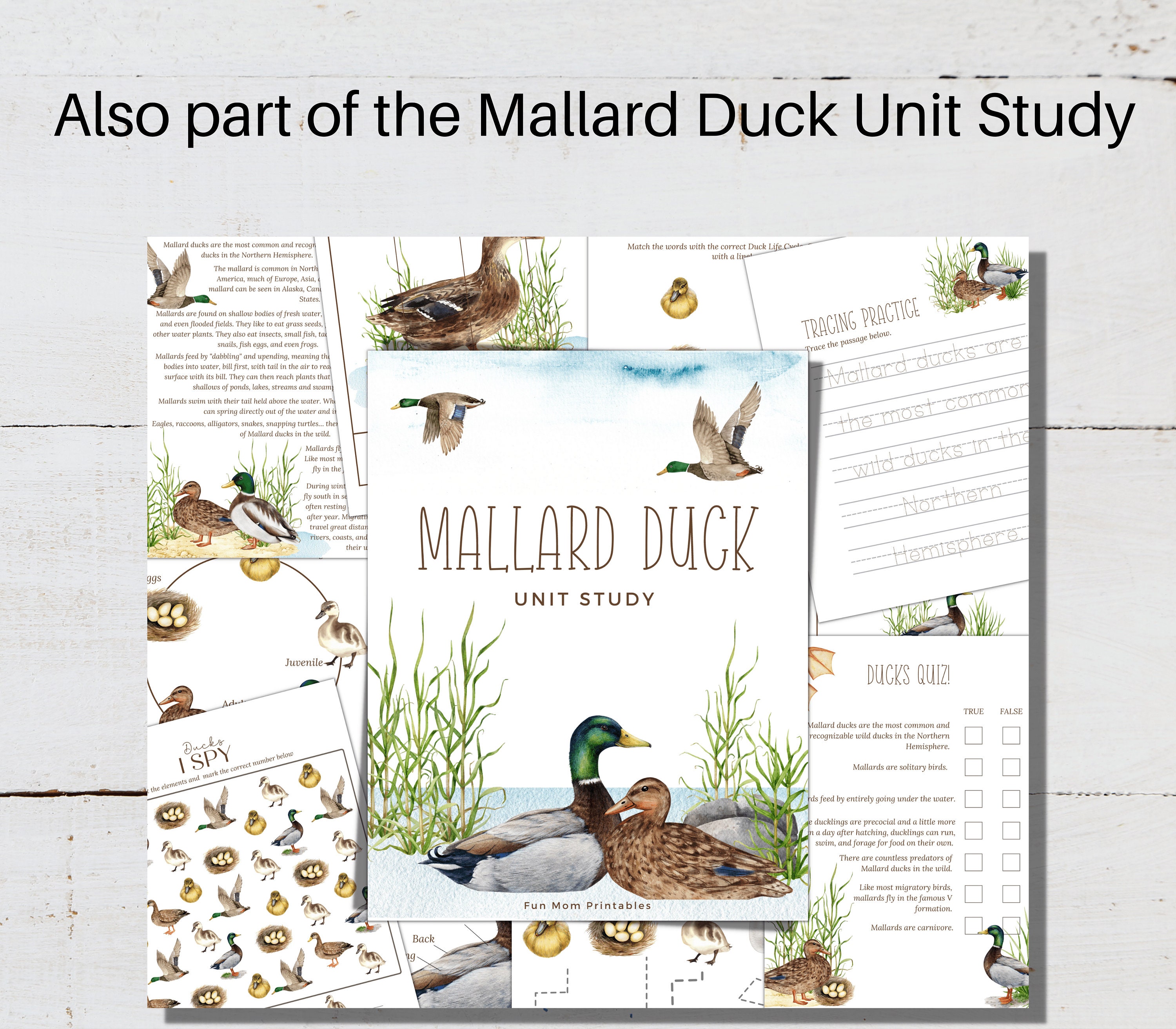MALLARD DUCK Anatomy Poster Labeling and Tracing - Etsy Canada