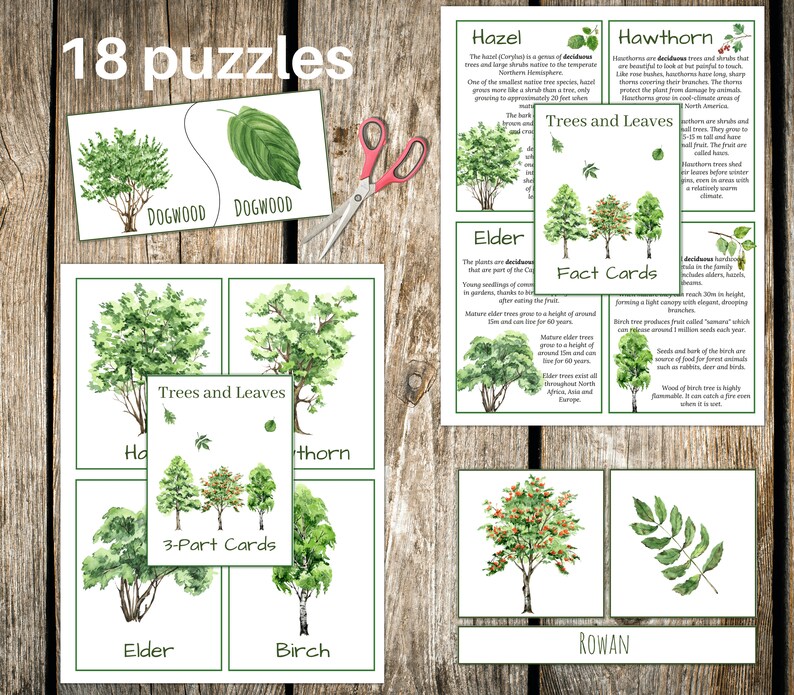 TREES & LEAVES Unit Study Deciduous Evergreen Life Cycle - Etsy