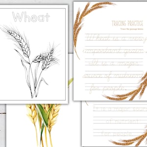 Wheat Unit Study: Life Cycle, Anatomy, Homeschool Printable (instant ...