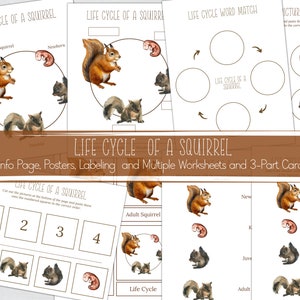 Squirrel Unit Study: Anatomy, Life Cycle, Homeschool Printable (instant ...